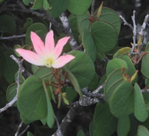 Orchid trees Care (Watering, Fertilize, Pruning, Propagation) - PictureThis