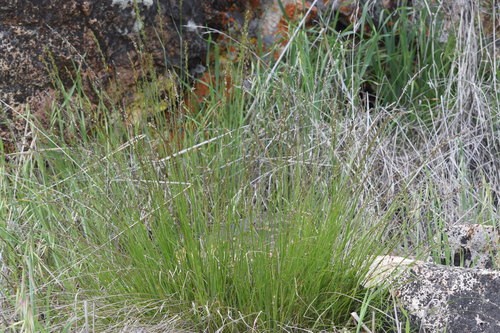 Melic de california pequeña (Melica imperfecta) - PictureThis