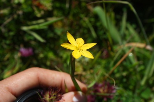 Flor de Agua (Sisyrinchium californicum) - PictureThis