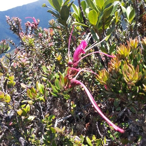 Pegamosco (Bejaria resinosa) - PictureThis