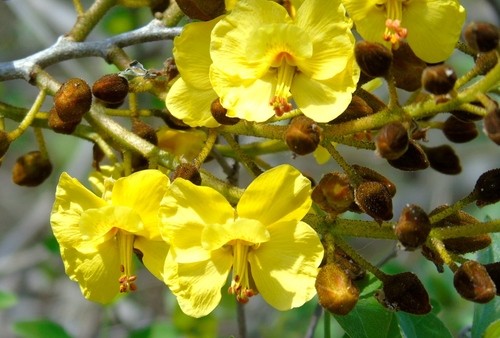 Saíno (Caesalpinia eriostachys) - PictureThis