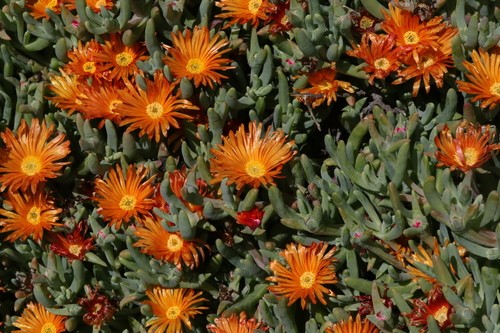 Coppery mesemb (Malephora crocea) Flower, Leaf, Care, Uses - PictureThis