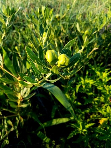 Queen's-delight (Stillingia sylvatica) Flower, Leaf, Care, Uses ...