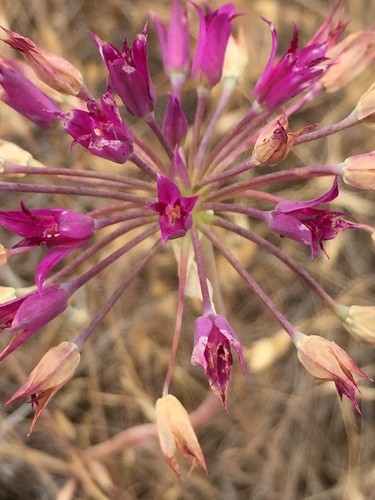 Allium crispum - PictureThis