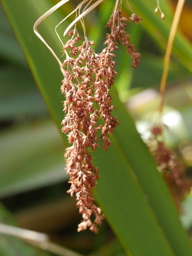 Machaerina - PictureThis