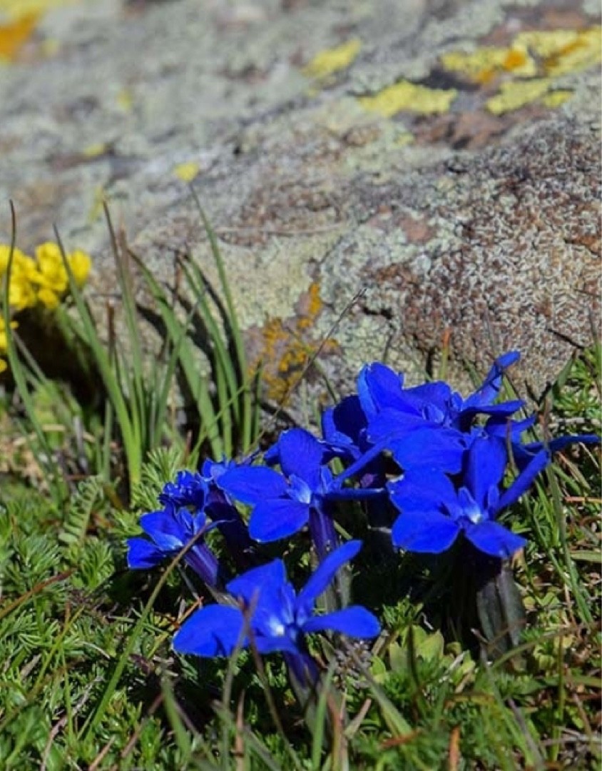 Bavarian gentian (Gentiana bavarica) Flower, Leaf, Care, Uses - PictureThis