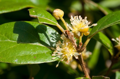 Litsea hypophaea - PictureThis