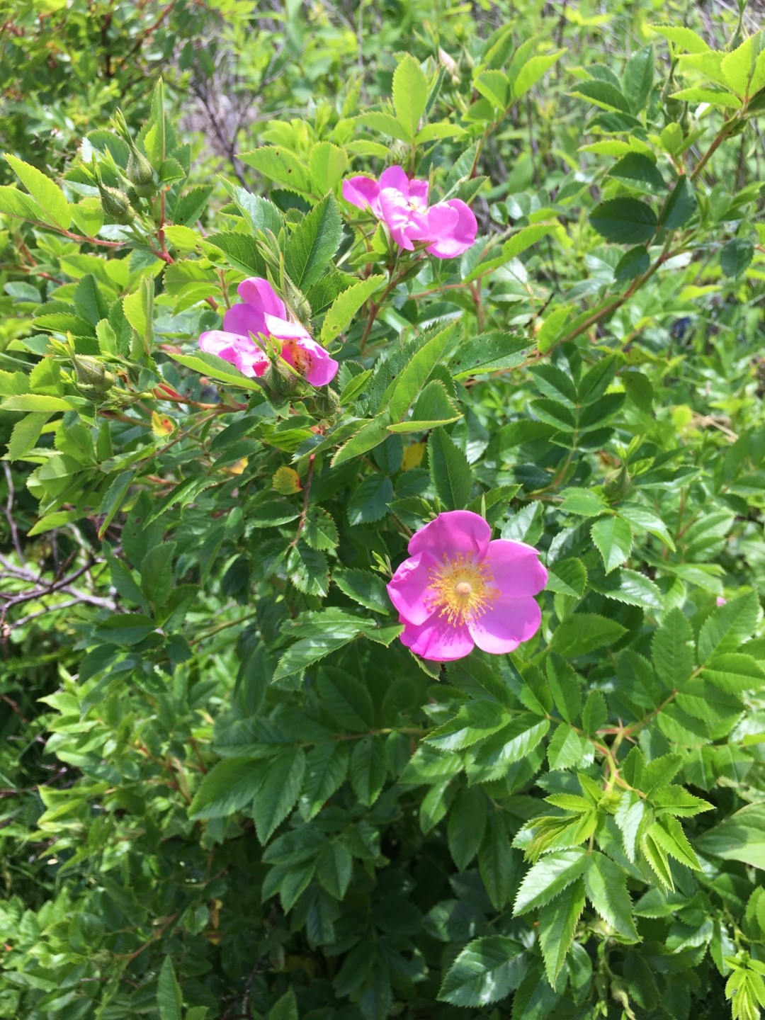 Rosa virginiana 照顧，種植，繁殖，開花時間 - PictureThis