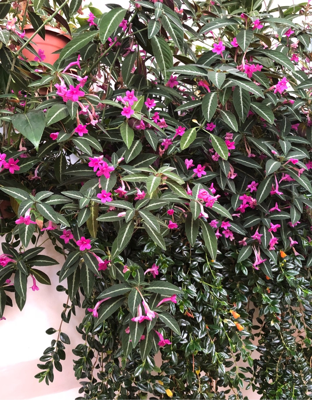 Wild petunias (Ruellia) Flower, Leaf, Care, Uses - PictureThis