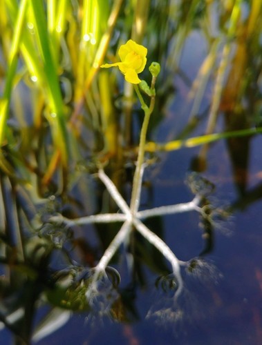 Little floating bladderwort Care (Watering, Fertilize, Pruning ...
