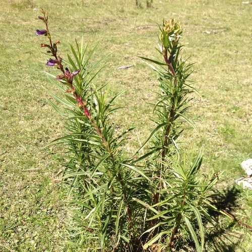 Campanita morada (Penstemon gentianoides) - PictureThis