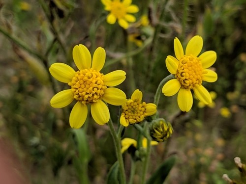 Monolopia Flower, Leaf, Care, Uses - PictureThis