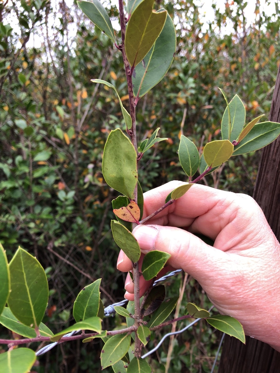 Ilex coriacea - PictureThis