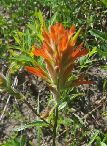 Castilleja minor - PictureThis