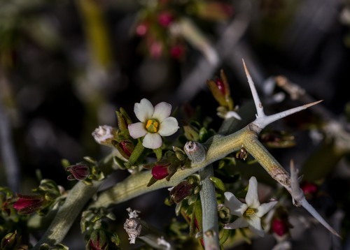 Menodora spinescens - PictureThis