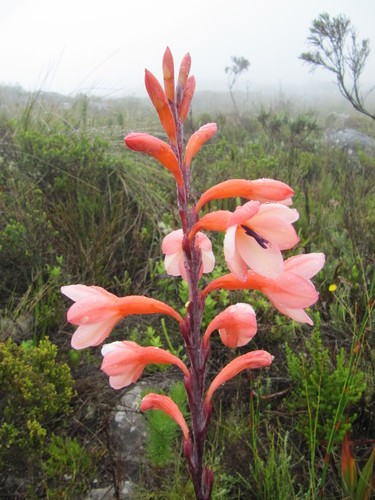 Watsonia tabularis - PictureThis