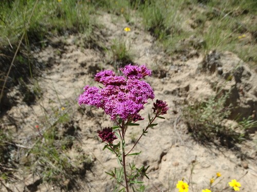 Stevia pilosa Flower, Leaf, Care, Uses - PictureThis