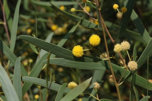 Coastal wattle Care (Watering, Fertilize, Pruning, Propagation ...