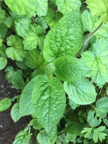 석잠풀속 (Stachys) - PictureThis