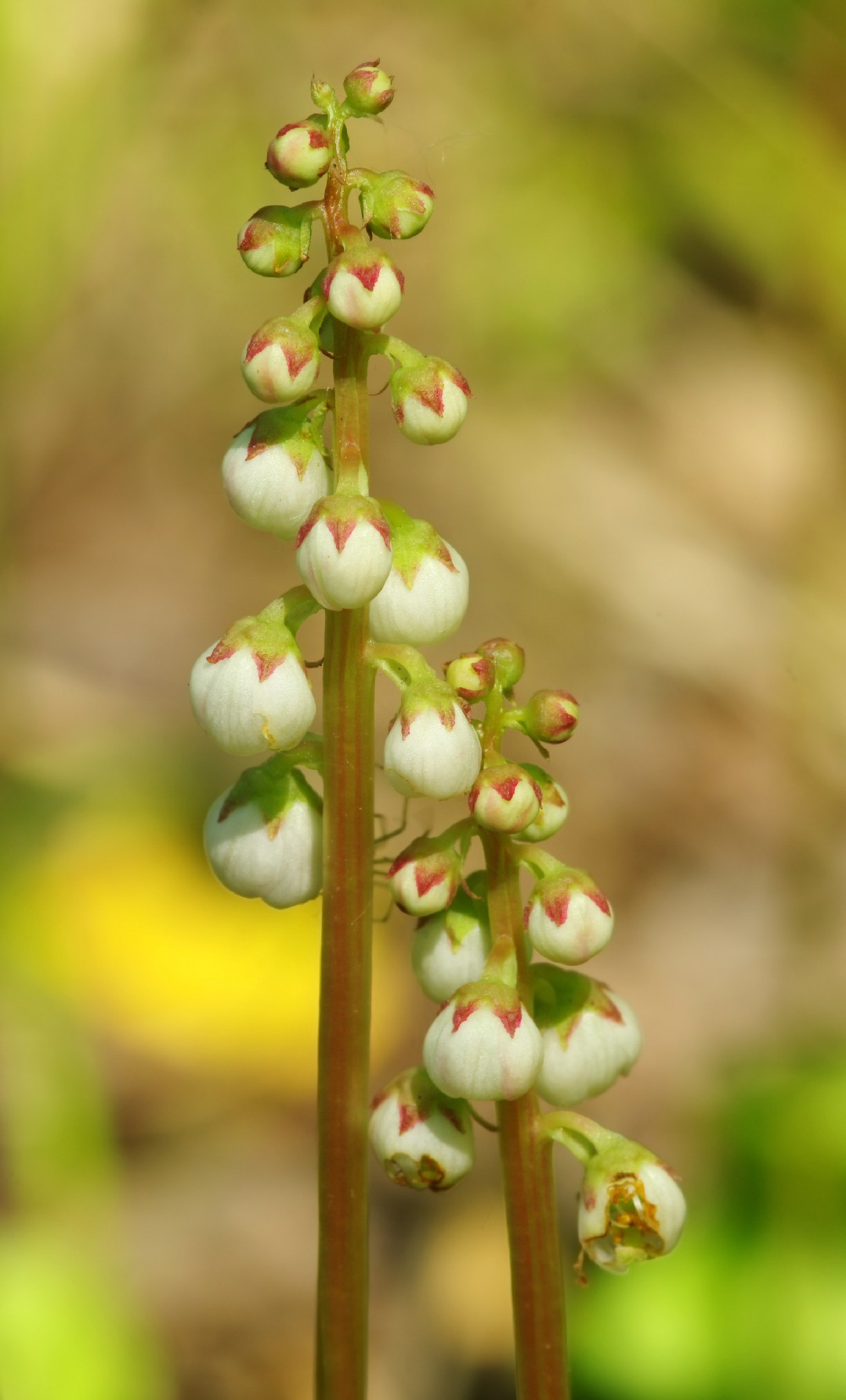 Petite pyrole (Pyrola minor) - PictureThis