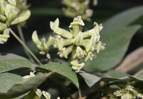 Rupertia physodes 花言葉，毒性，よくある質問 - PictureThis