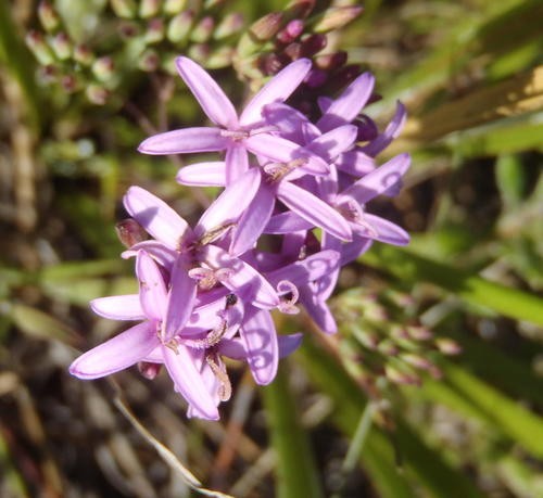 Corymbium glabrum - PictureThis