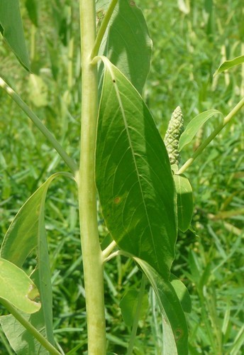 Spenoclea (Sphenocleaceae) Flower, Leaf, Care, Uses - PictureThis
