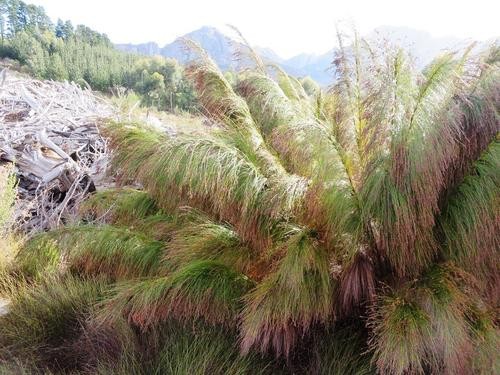 Restio subverticillatus - PictureThis