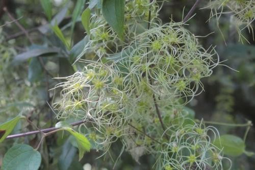 Barba de chivo (Clematis dioica) - PictureThis