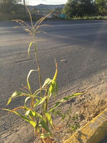 How to Plant and Grow Maize(Zea mays)