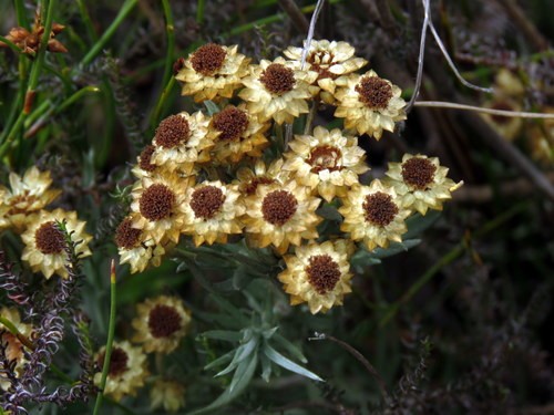 Syncarpha paniculata - PictureThis