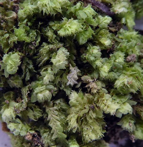 Balantiopsidaceae Flower, Leaf, Care, Uses - PictureThis