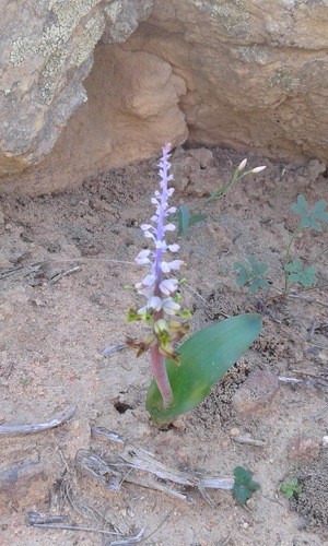 Lachenalia mutabilis Flower, Leaf, Care, Uses - PictureThis