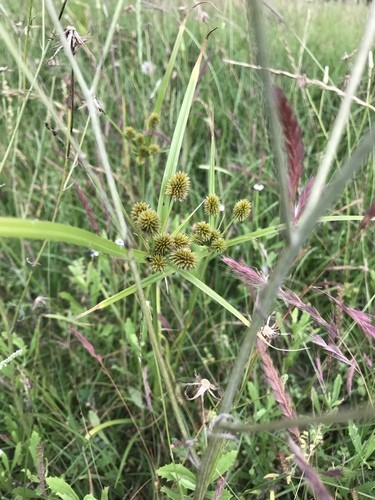 Globe Flatsedge (Cyperus echinatus) Flower, Leaf, Care, Uses - PictureThis