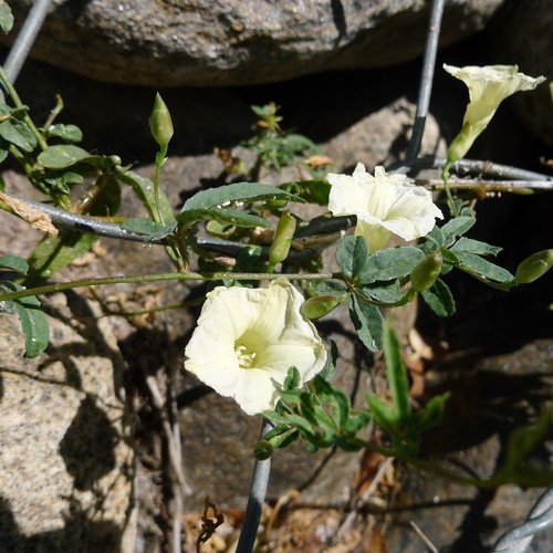Distimake quinquefolius Flower, Leaf, Care, Uses - PictureThis