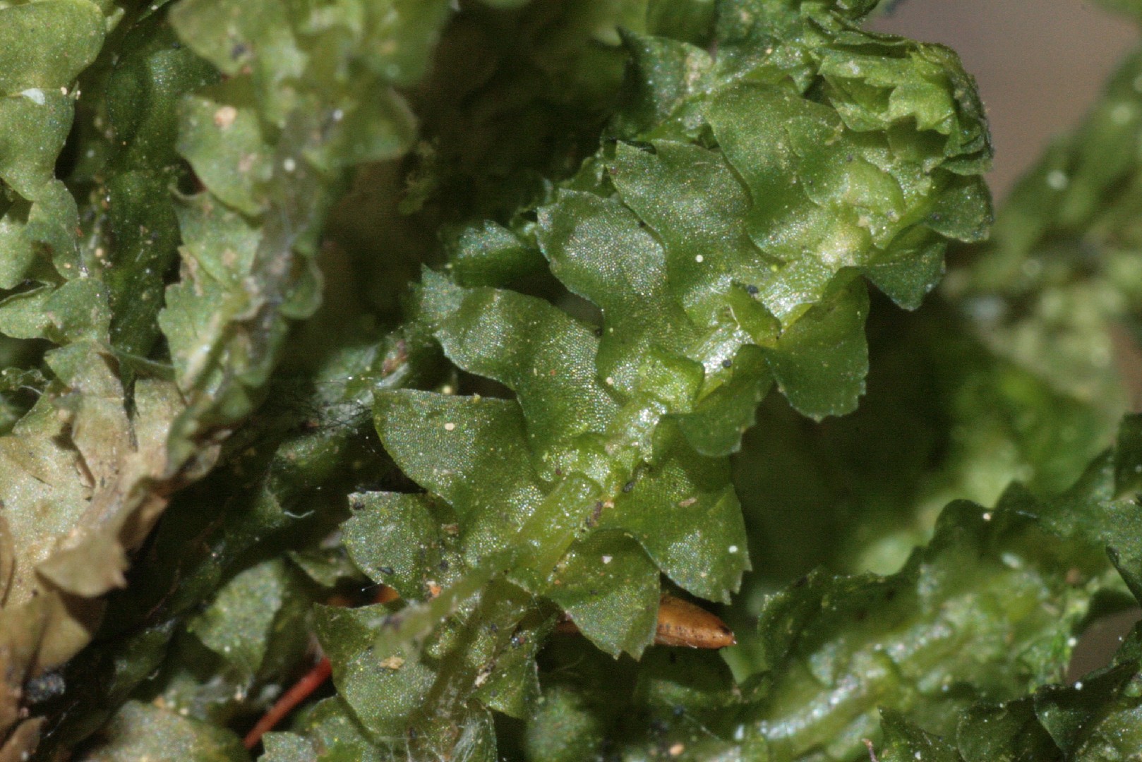 Three-lobed whipwort (Bazzania trilobata) Flower, Leaf, Care, Uses ...