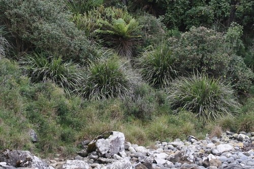 Bush flax (Astelia fragrans) Flower, Leaf, Care, Uses - PictureThis