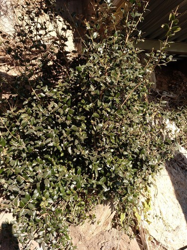 Fillirea a larghe foglie (Phillyrea latifolia) - PictureThis