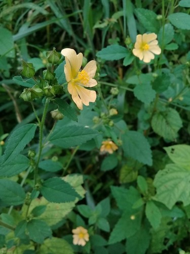 Sida haenkeana - PictureThis