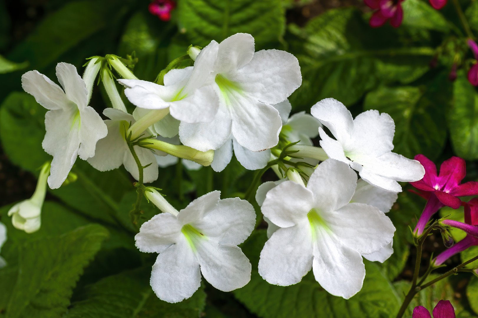 Cape primrose Care (Watering, Fertilize, Pruning, Propagation ...