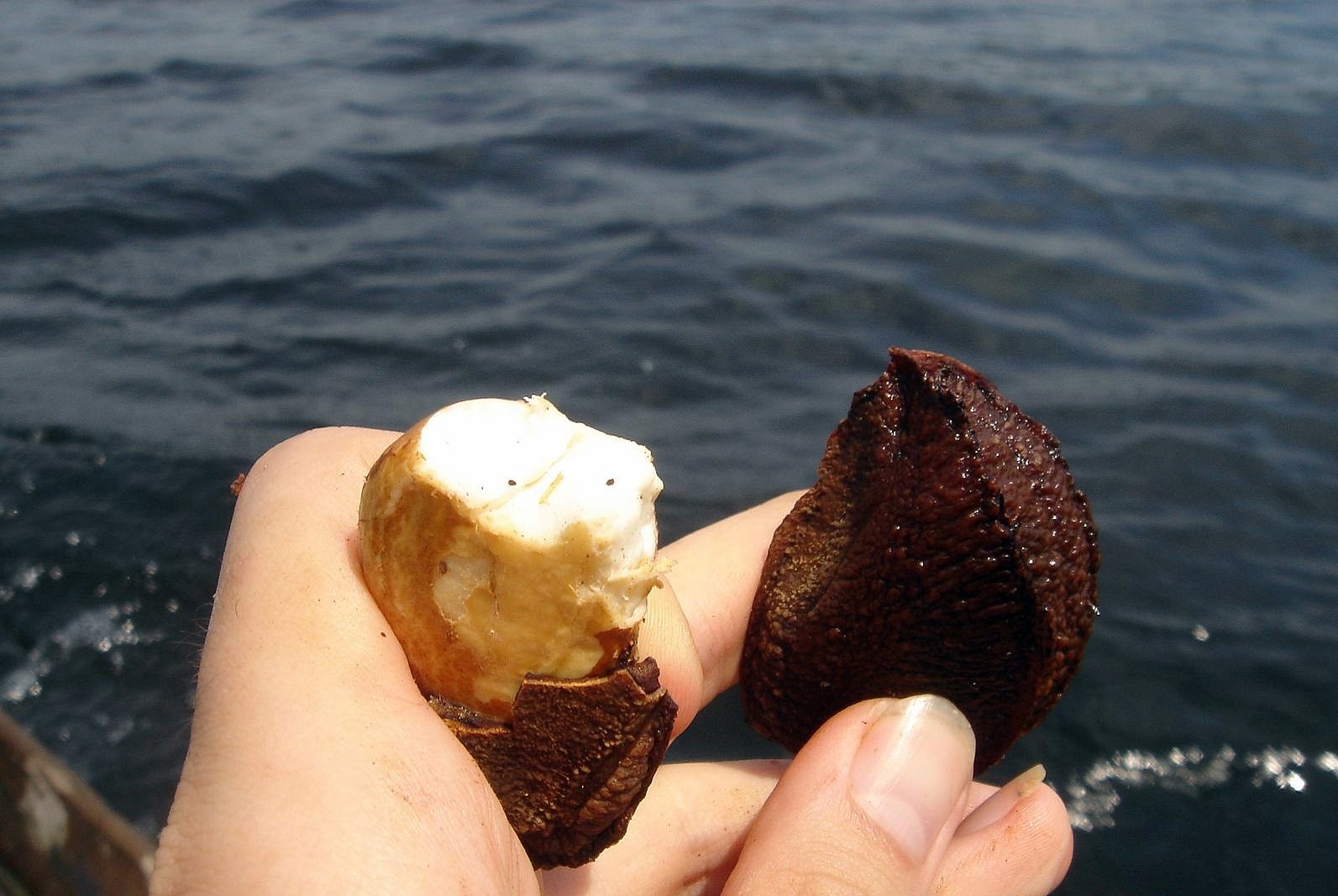 Bertholletia excelsa - PictureThis