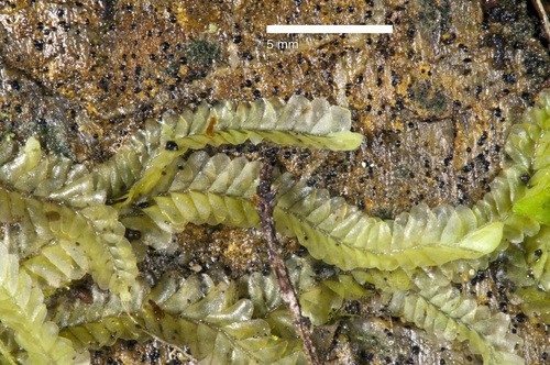 Leptoscyphus Care (Watering, Fertilize, Pruning, Propagation) - PictureThis