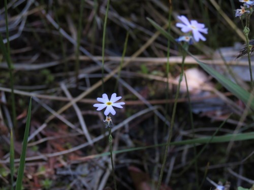 Primula mistassinica - PictureThis