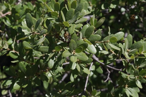 Quercus engelmannii - PictureThis