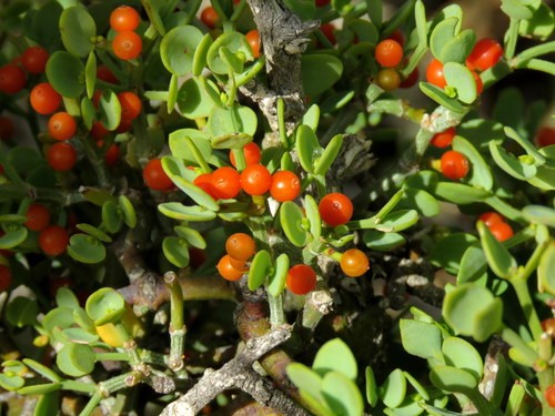 Viscum rotundifolium - PictureThis