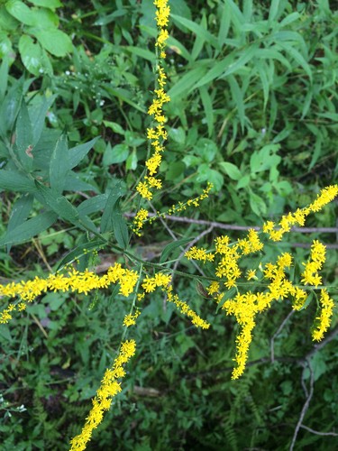 Solidago patula - PictureThis