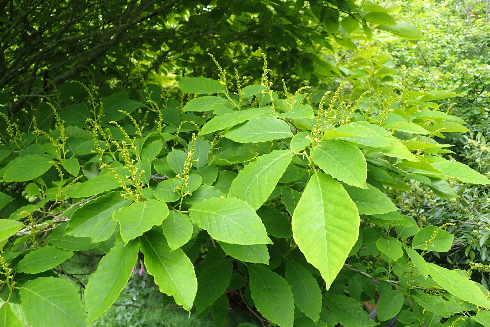 Neoshirakia japonica - PictureThis