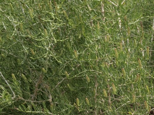 Greasewood (Sarcobataceae) Flower, Leaf, Care, Uses - PictureThis