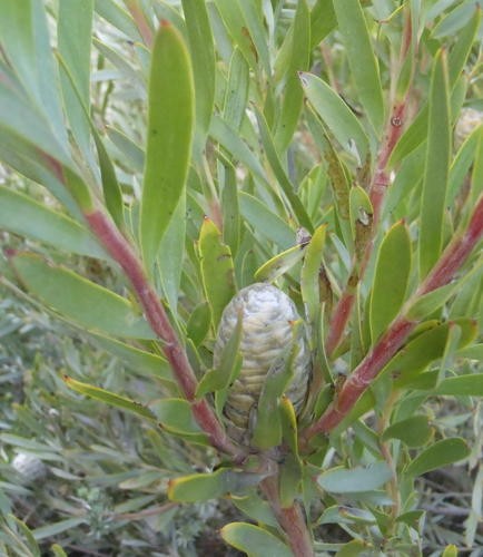 Leucadendron meridianum - PictureThis