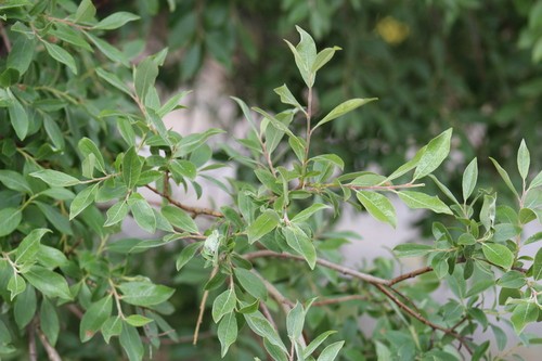 How to Plant and Grow Bebb's willow(Salix bebbiana)